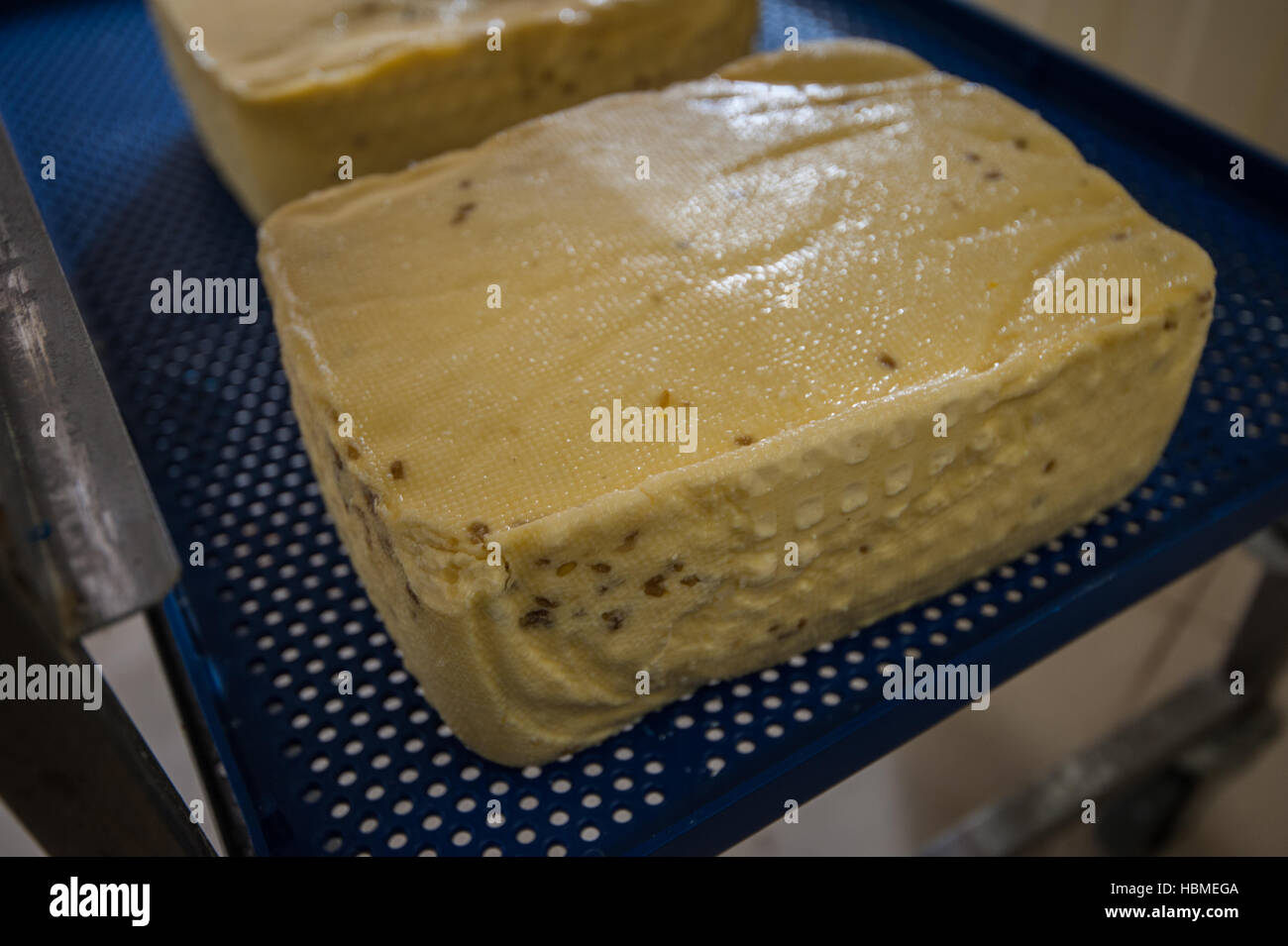 aging cheese heads Stock Photo - Alamy