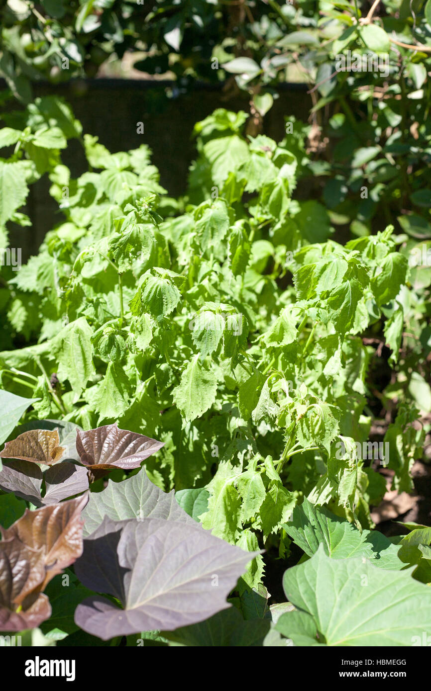 Withered Japanese basil bush also known as Shiso Stock Photo - Alamy