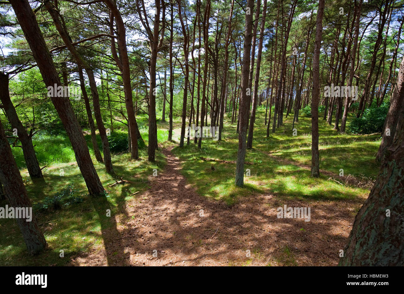hiking trail through the forest Stock Photo - Alamy