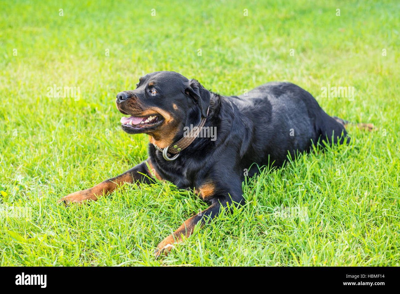 Good Rottweiler Dog Laying on Lawn Stock Photo - Alamy