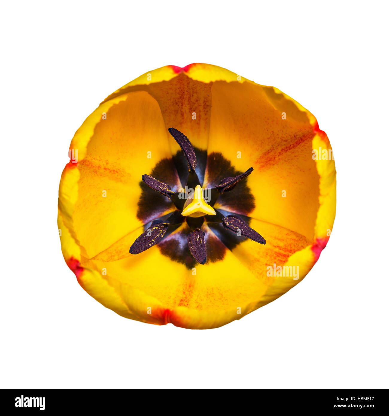 Beautiful tulip flower Cut Out Stock Images & Pictures - Alamy