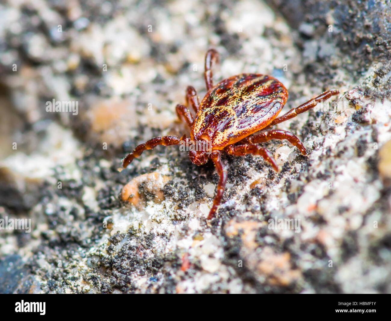 Bloodsucker tick hi-res stock photography and images - Alamy