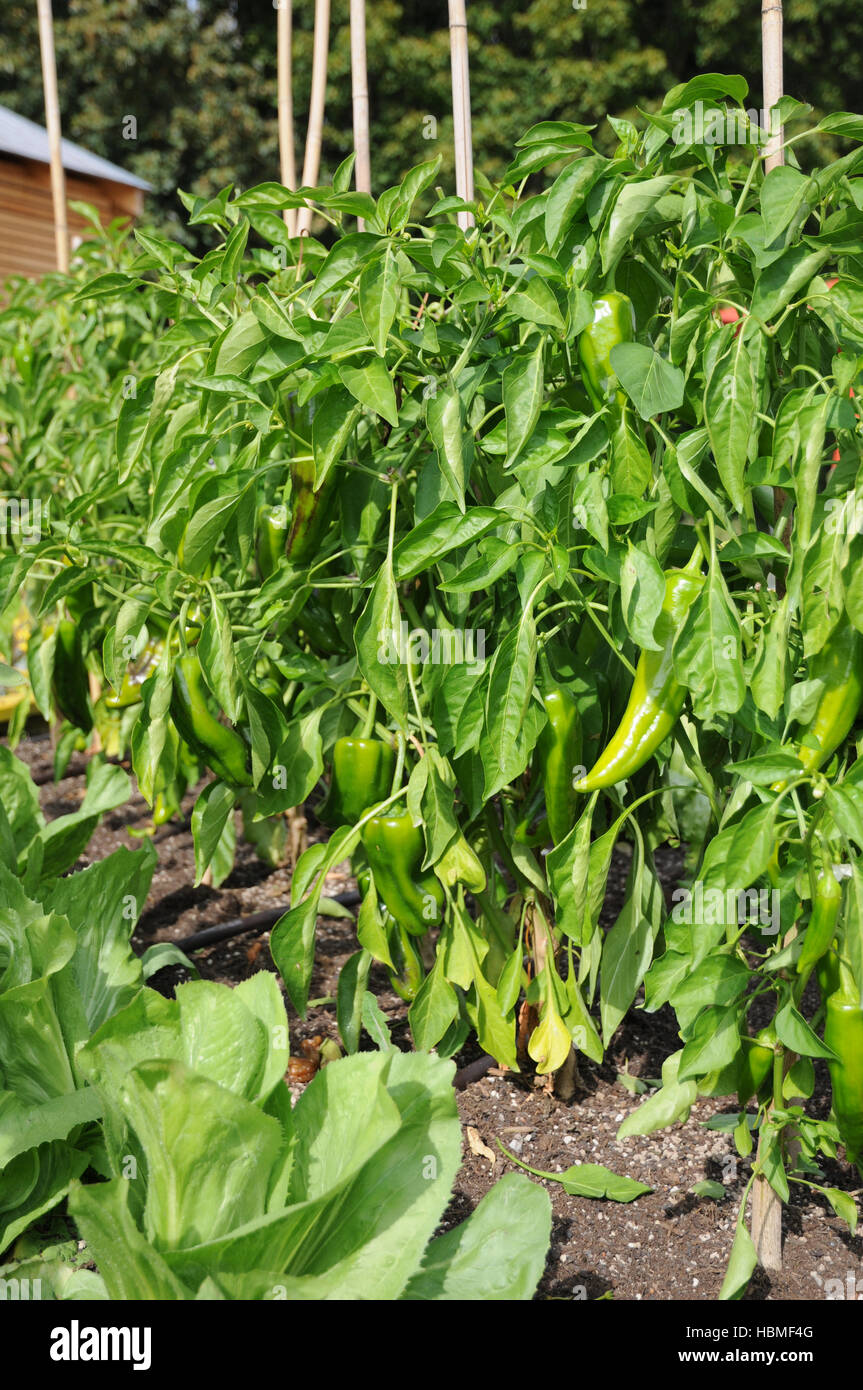 Yellow paprika capsicum annuum hi-res stock photography and images - Alamy