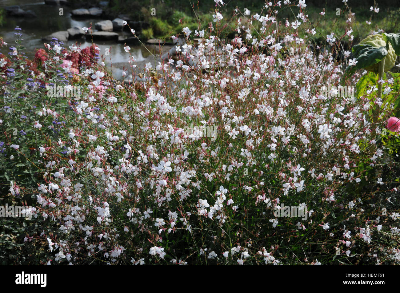 Gaura lindheimeri, White gaura Stock Photo - Alamy