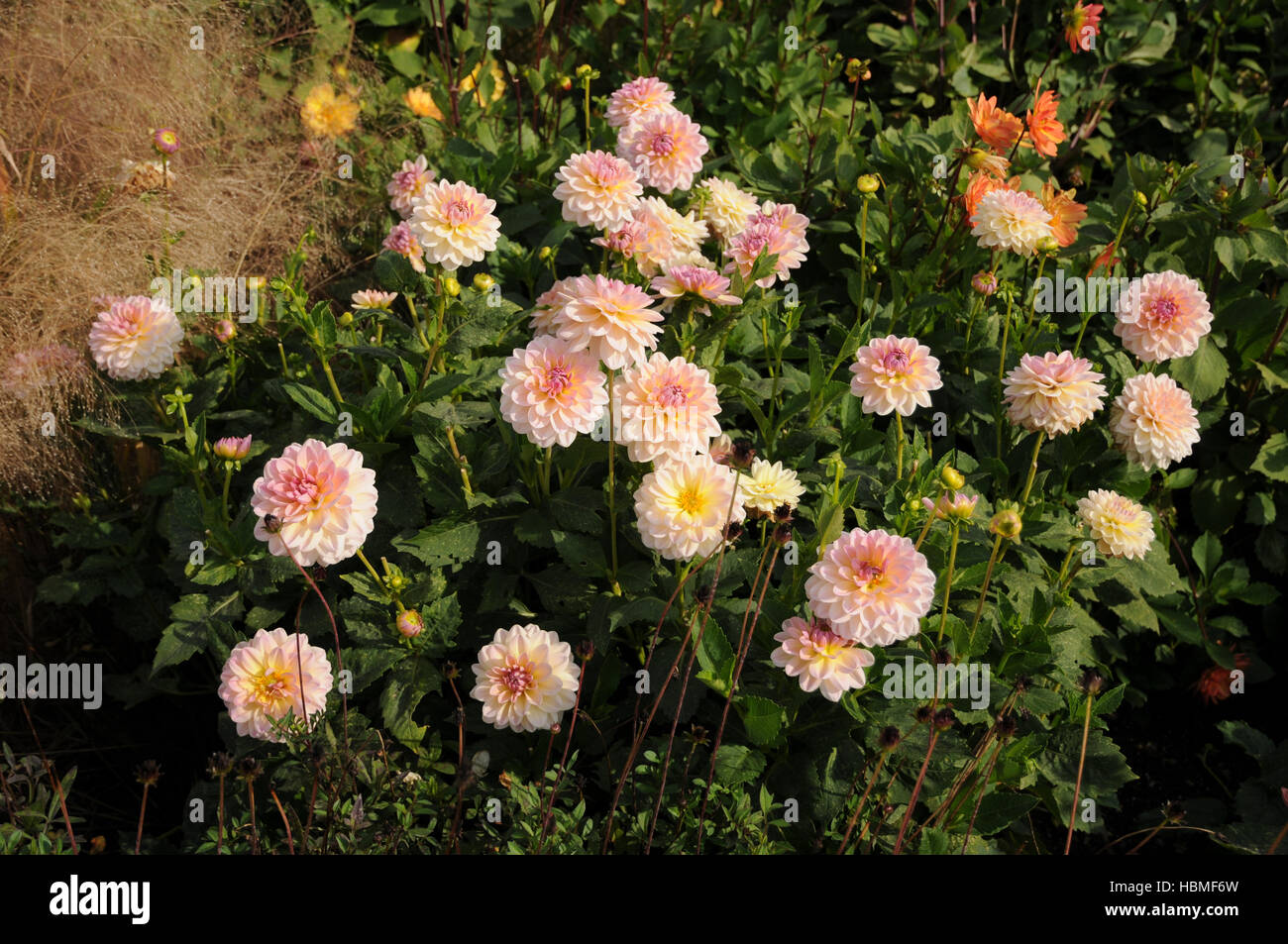 Dahlia, Ball dahlia Stock Photo - Alamy