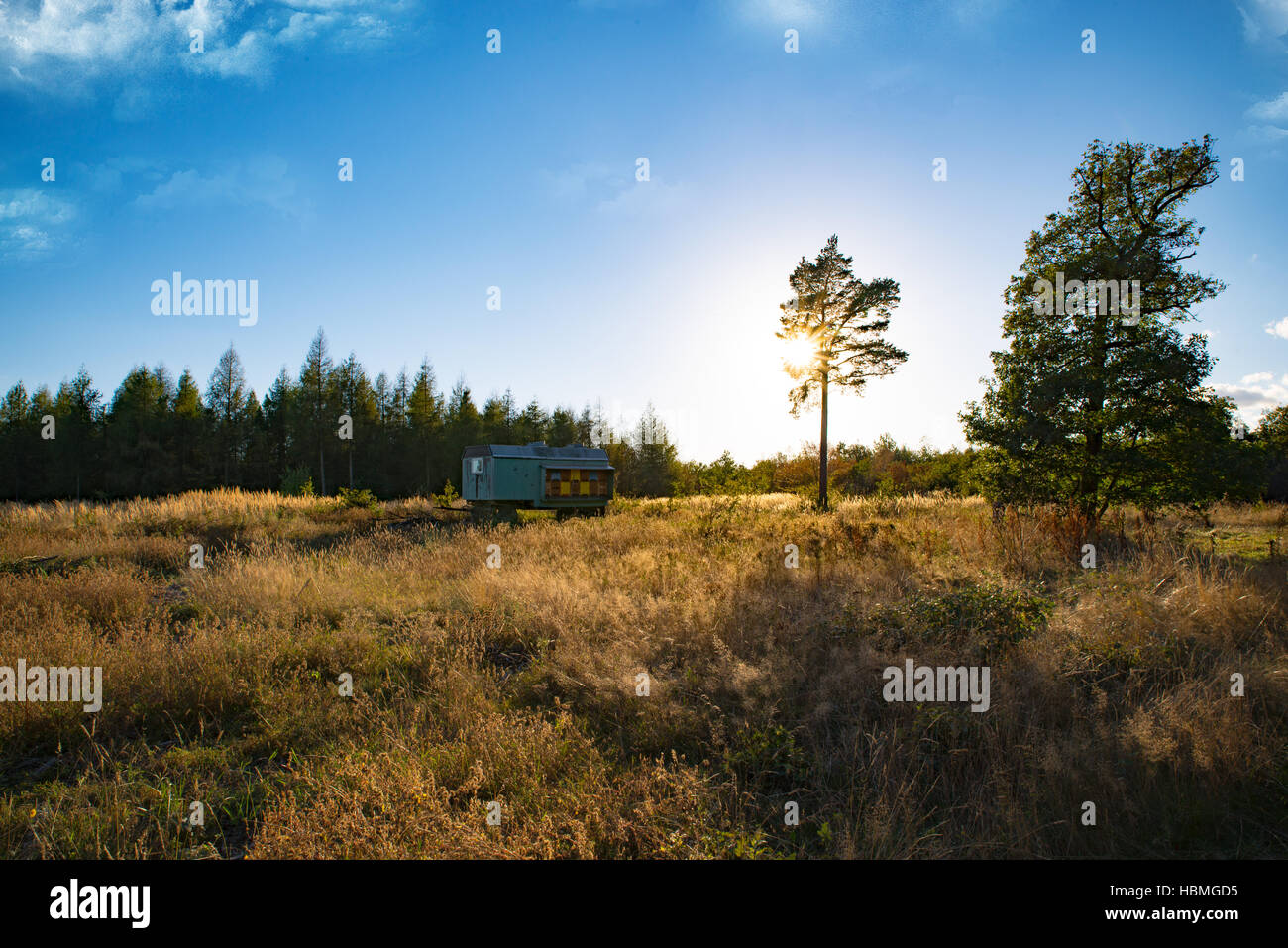 Bees cart on the field Stock Photo - Alamy
