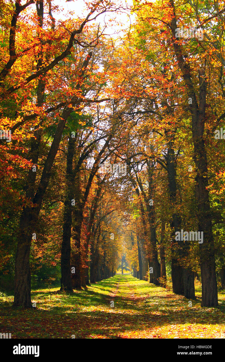 Autumn yellow park Stock Photo - Alamy