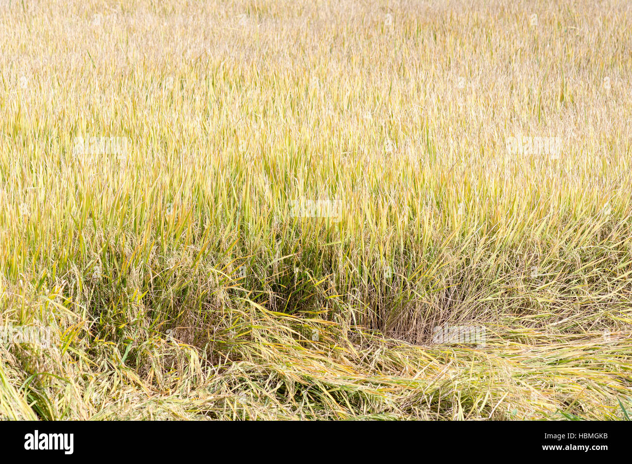 Rice ready for harvest hi-res stock photography and images - Alamy