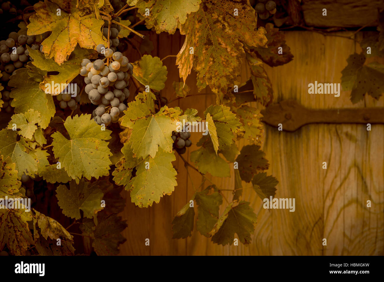 Red grapes hanging leaves hi-res stock photography and images - Alamy