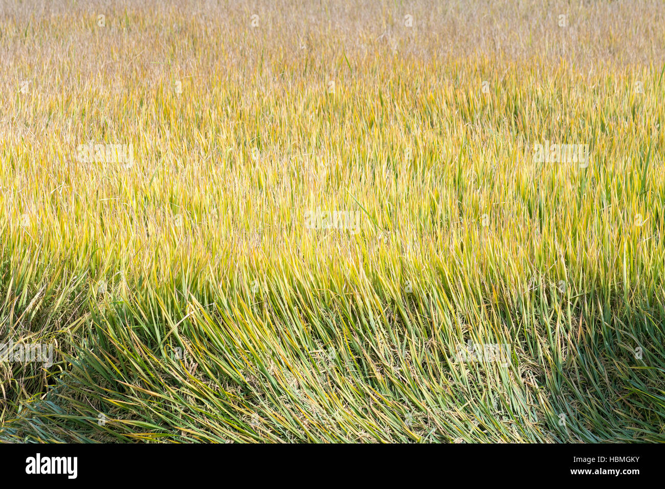 Rice fields ready to harvest Stock Photo - Alamy
