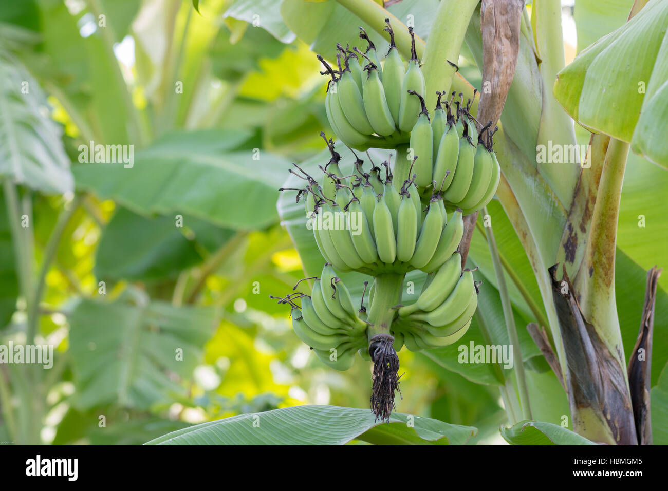 Ripe Banana Tree Plant