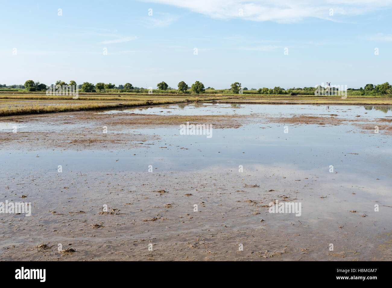Prepare the soil for rice cultivation Stock Photo - Alamy