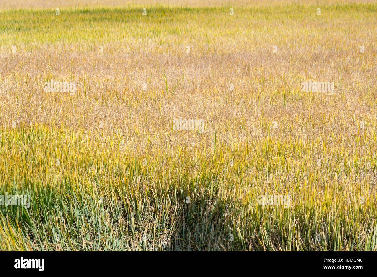 Rice fields ready to harvest Stock Photo - Alamy