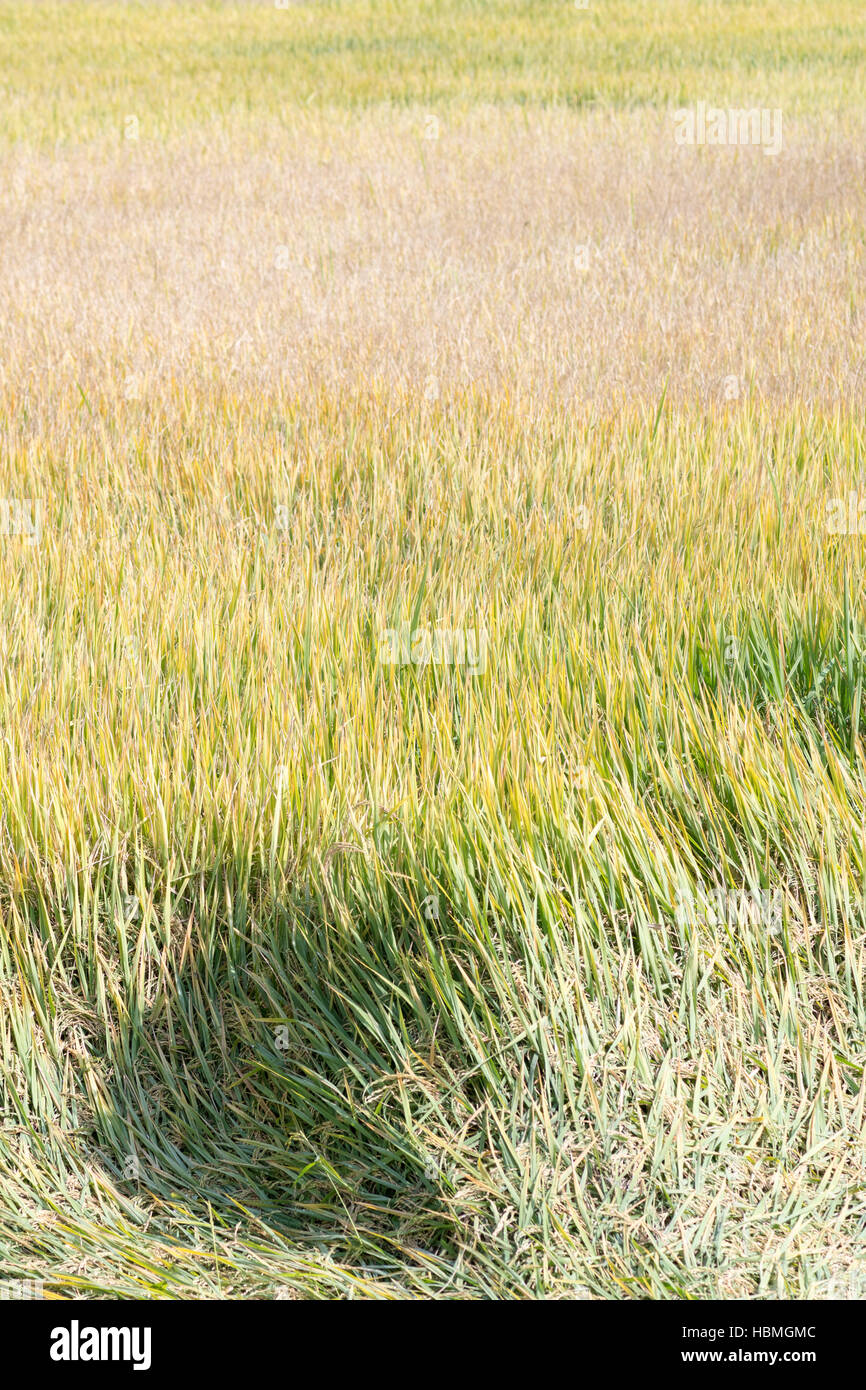 Rice fields ready to harvest Stock Photo - Alamy