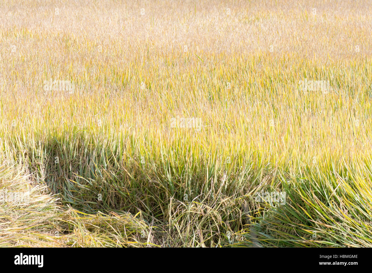 Beautiful rice fields sunrise hi-res stock photography and images - Alamy