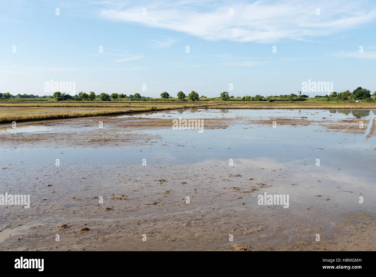 Prepare the soil for rice cultivation Stock Photo - Alamy