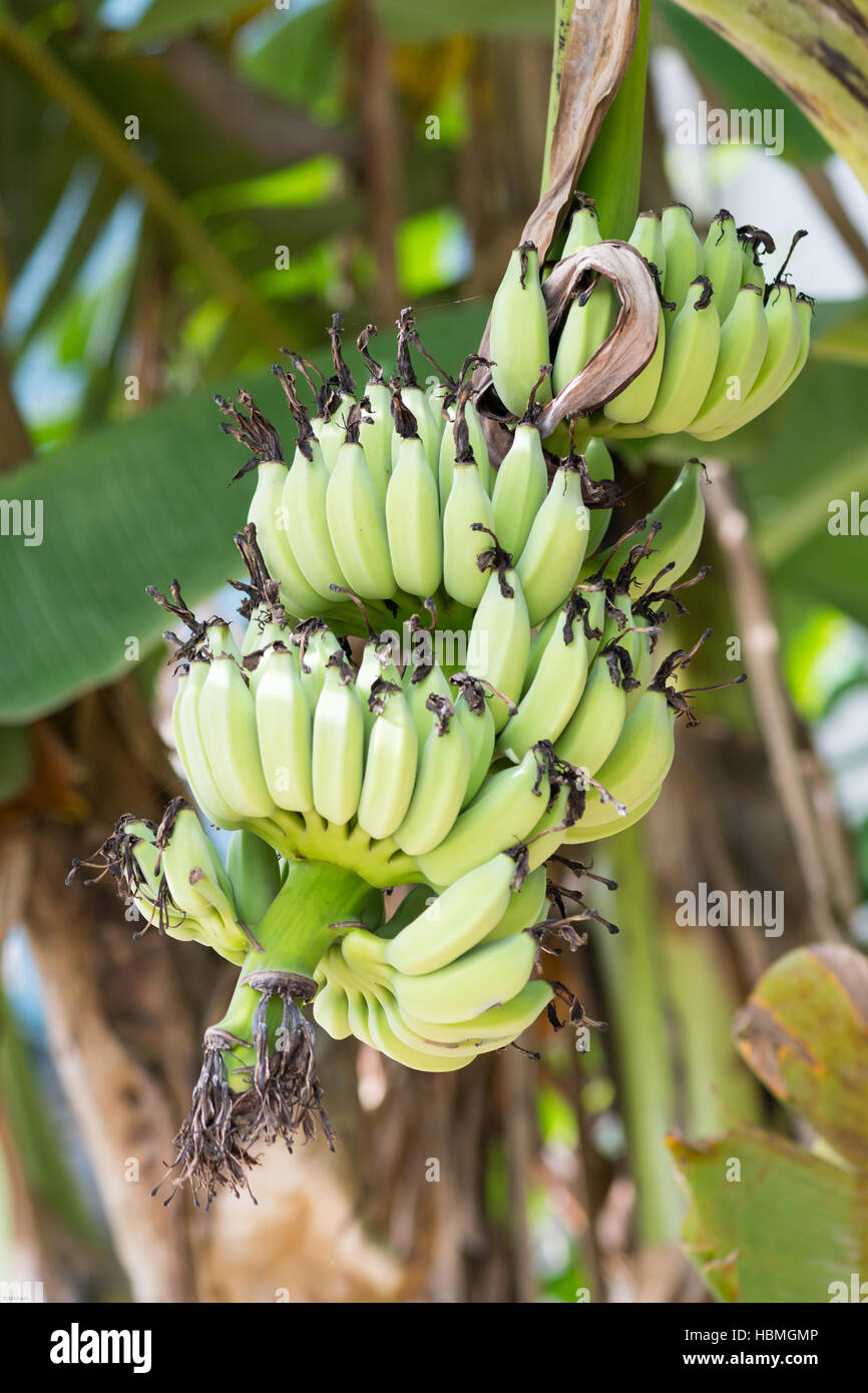 Bunch of bananas on tree Stock Photo - Alamy