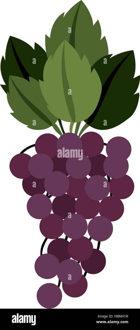 silhouette colorful of bunch grapes with stem and leafs vector ...