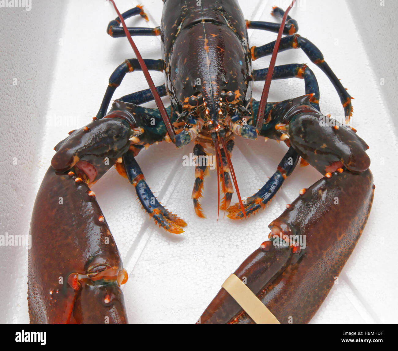 Live lobster hi-res stock photography and images - Alamy