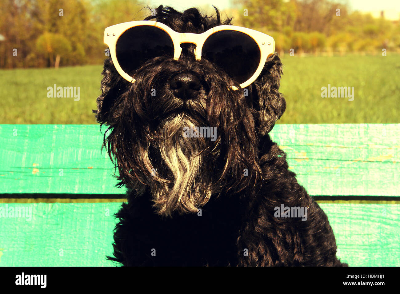 Pets wearing sunglasses hi-res stock photography and images - Alamy