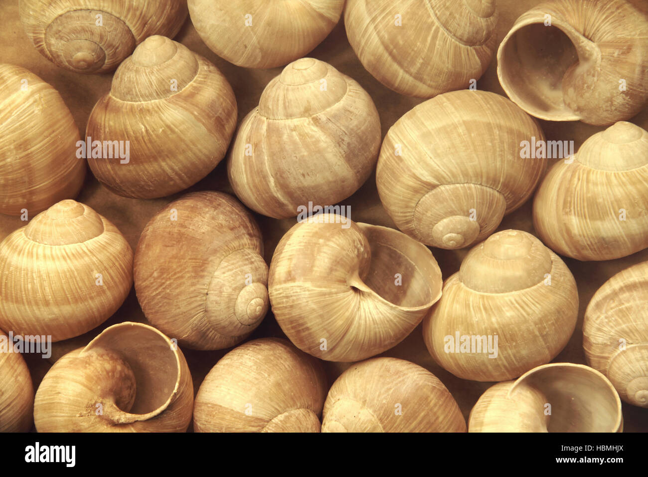 Big and small shells hi-res stock photography and images - Alamy