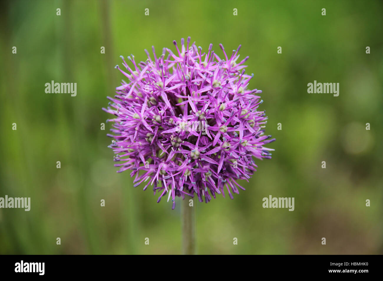 Garlic flower close up Stock Photo - Alamy