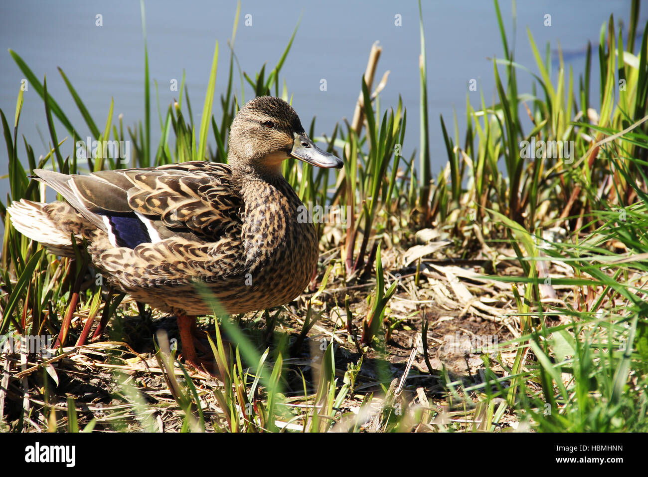 Wild duck female Stock Photo - Alamy