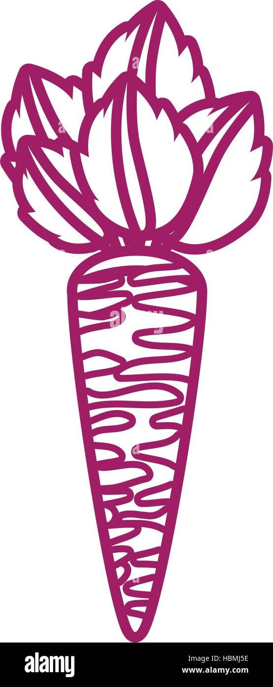 contour purple line of carrot vegetable vector illustration Stock ...
