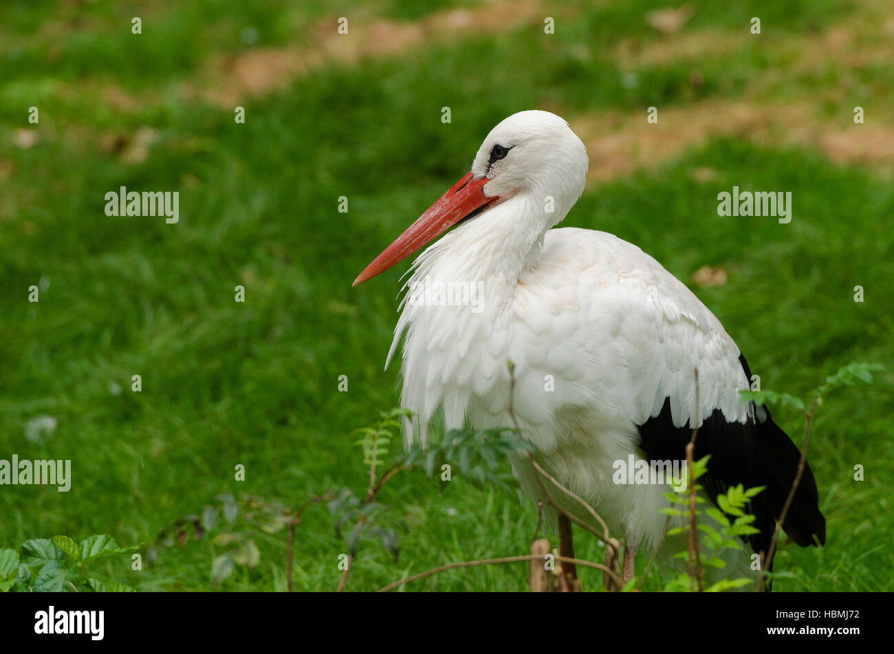 Schnabel storch hi-res stock photography and images - Alamy