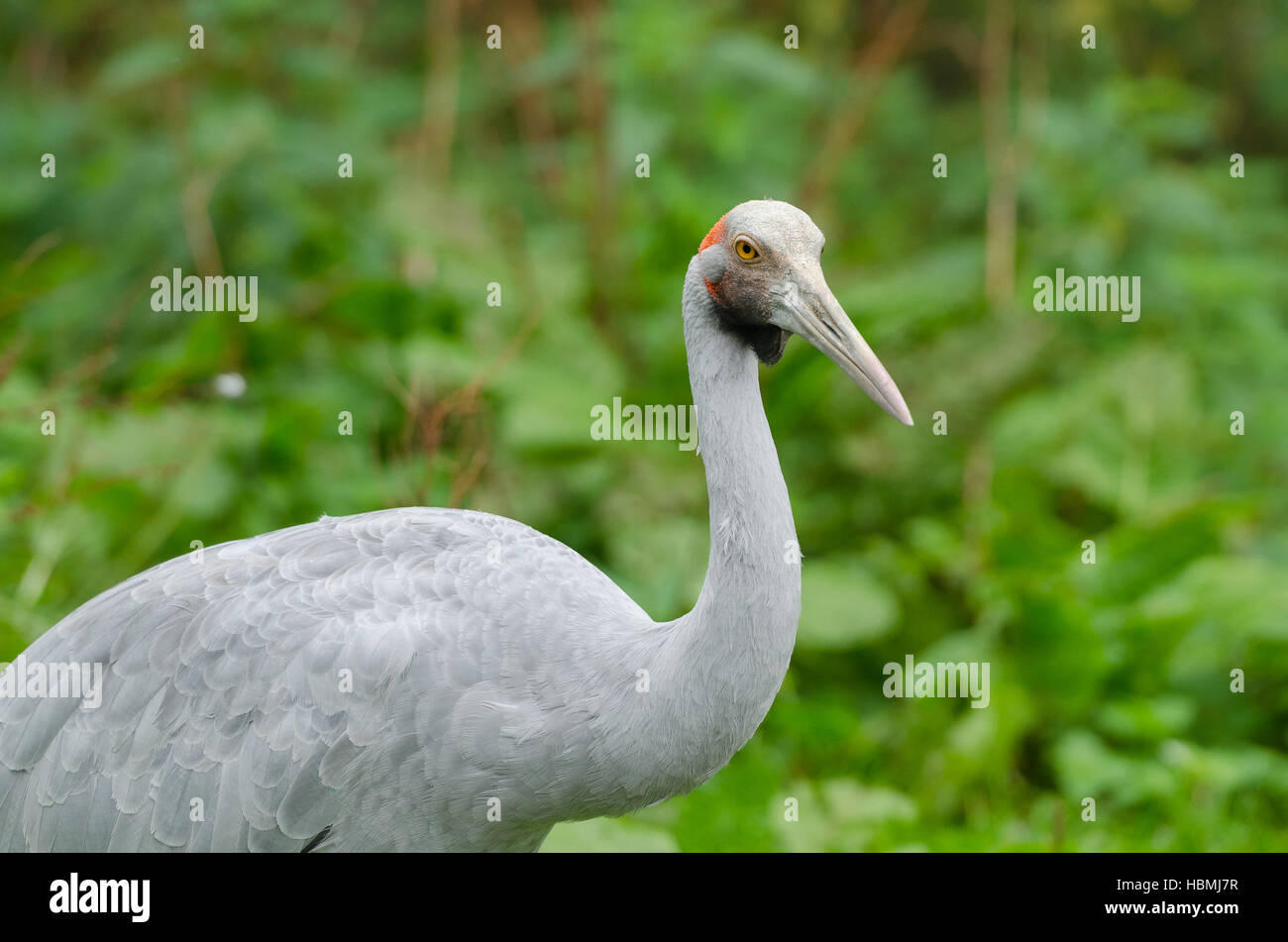 Brolga hi-res stock photography and images - Alamy
