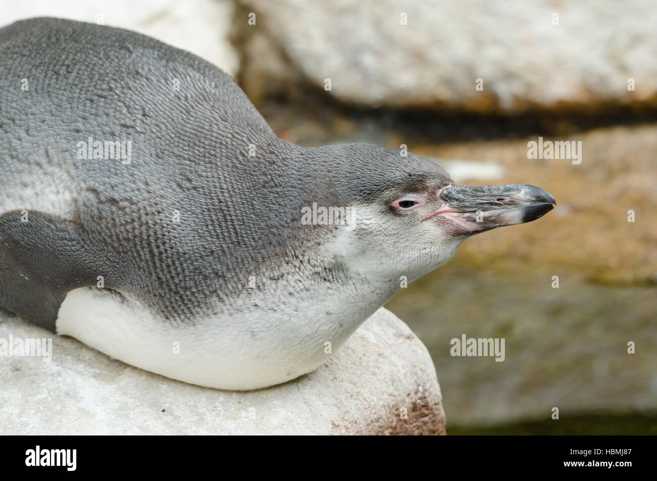 Pinguin hi-res stock photography and images - Alamy
