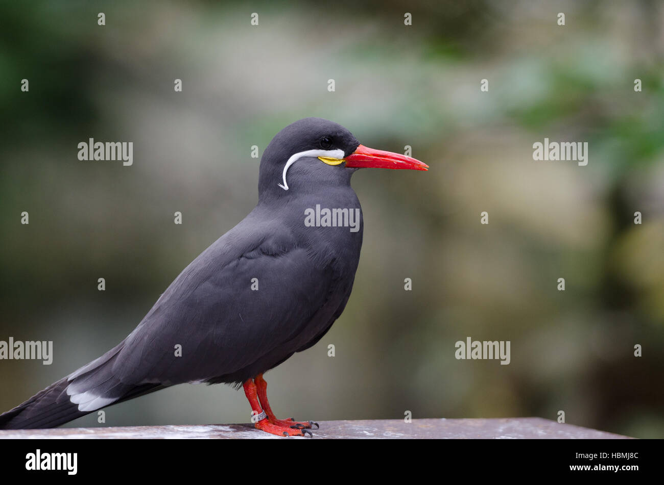 Inka bird hi-res stock photography and images - Alamy