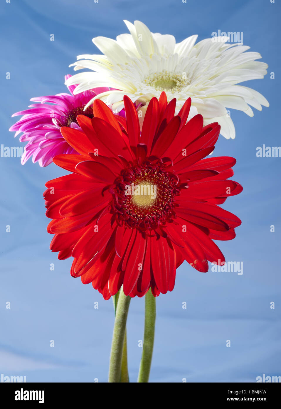 Three gerbera flowers hi-res stock photography and images - Alamy