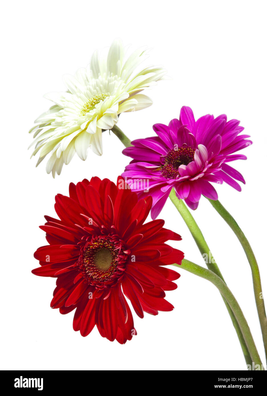 Three colored flowers hi-res stock photography and images - Alamy