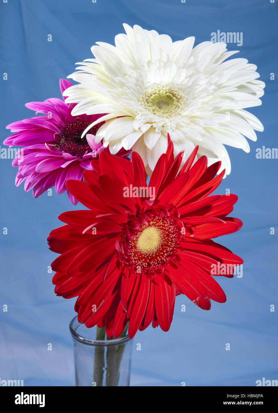 Three bright flowers. Gerbera Stock Photo - Alamy
