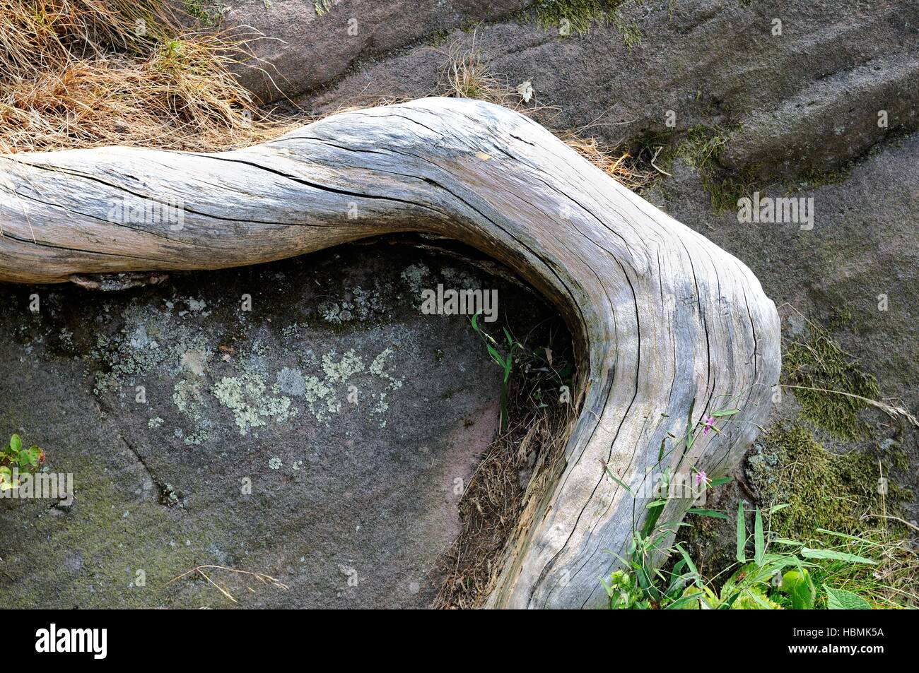 Tree root growing over hi-res stock photography and images - Alamy
