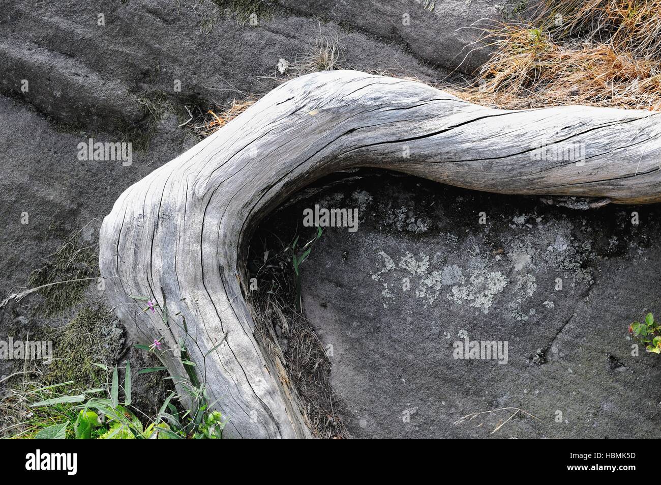 along the rock tree root Stock Photo - Alamy