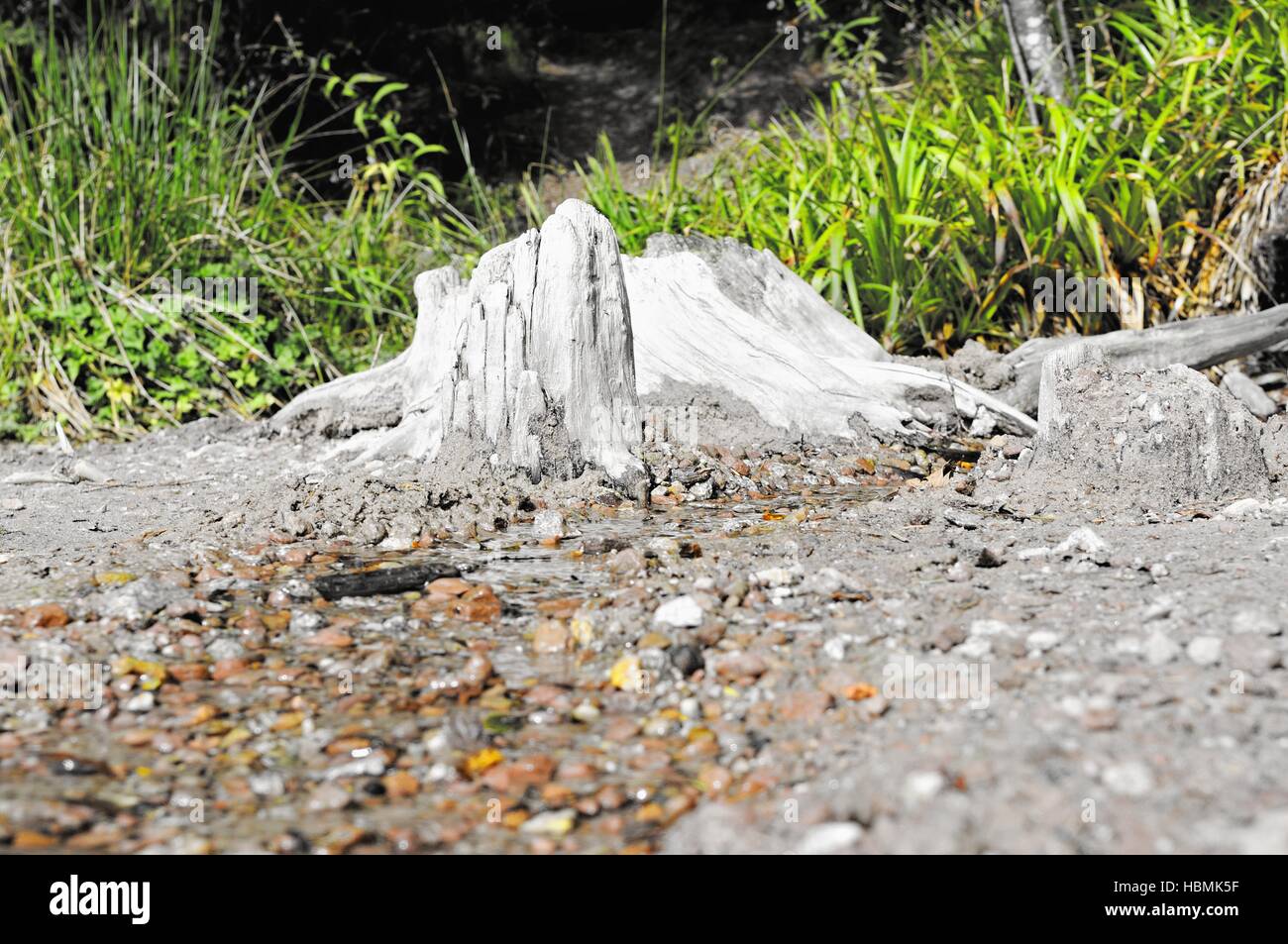 Smaller stump hi-res stock photography and images - Alamy