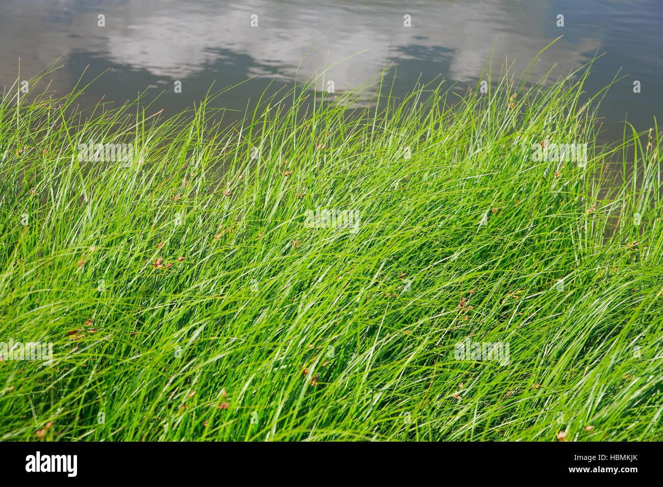 Pond grass nature reflection reeds hi-res stock photography and images ...