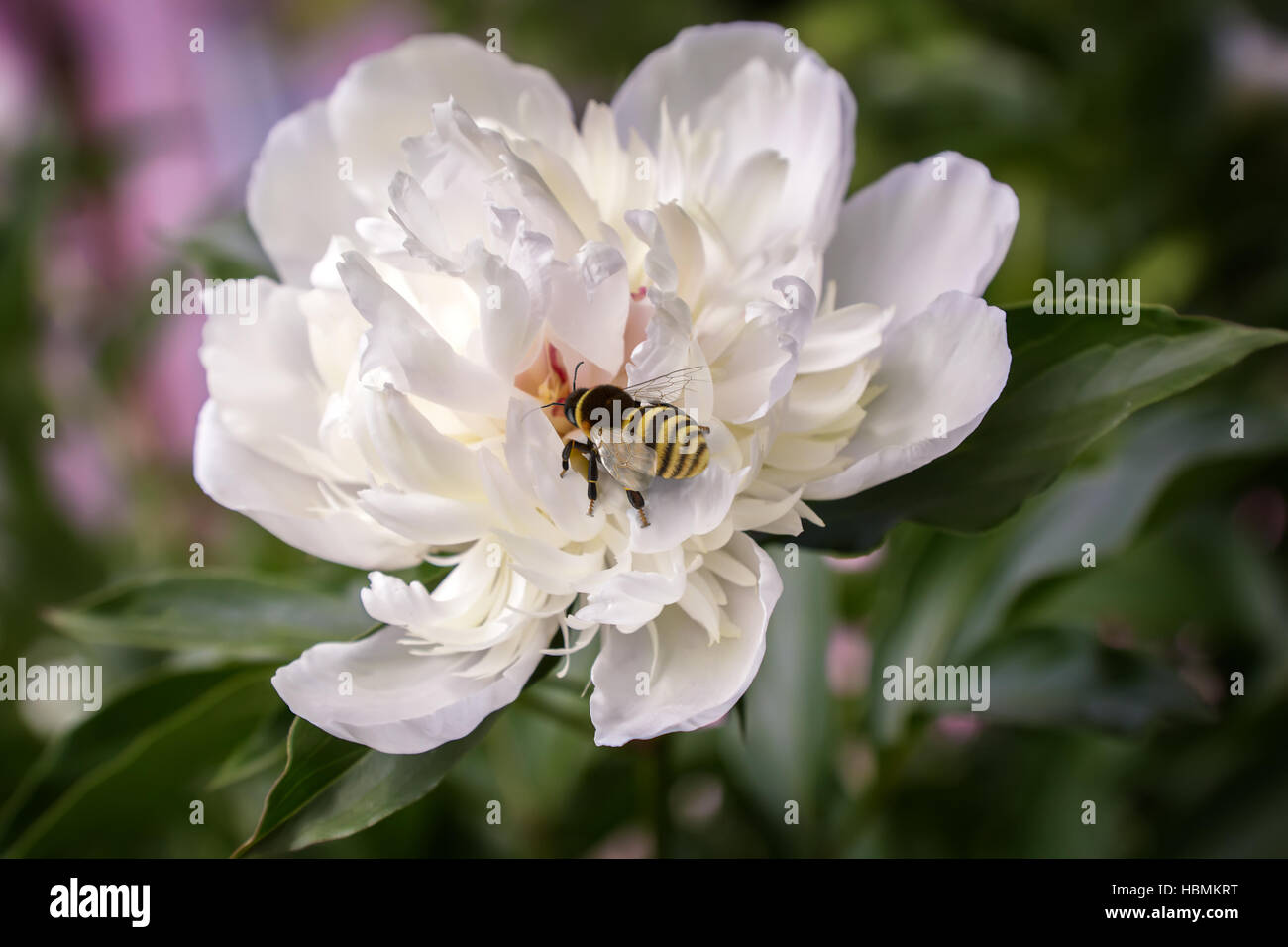 The flowers of peony bee collects nectar Stock Photo - Alamy