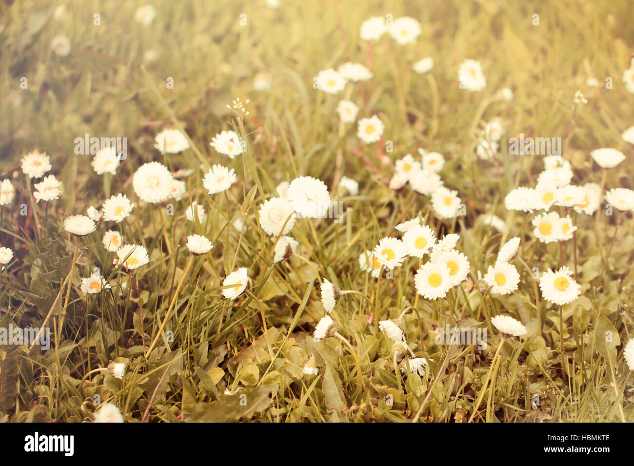 Beautiful daisy flowers field Stock Photo - Alamy