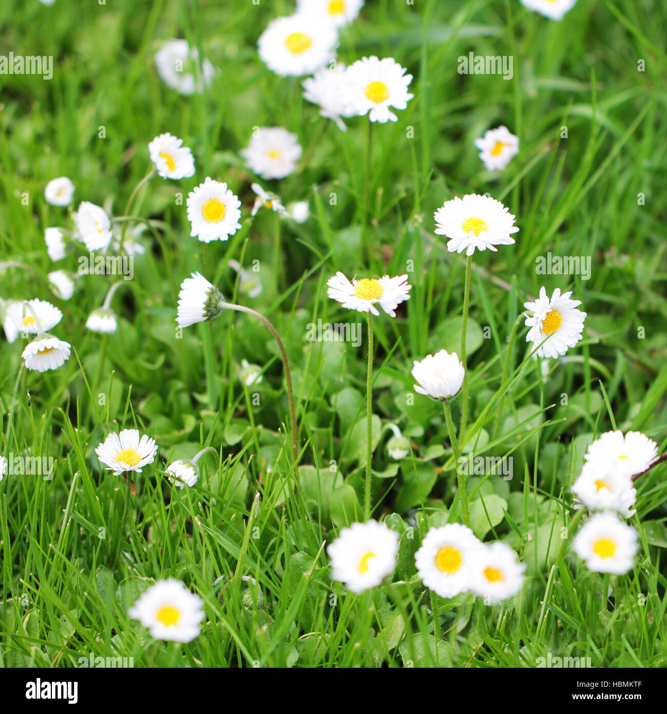 Beautiful daisy flowers field Stock Photo - Alamy