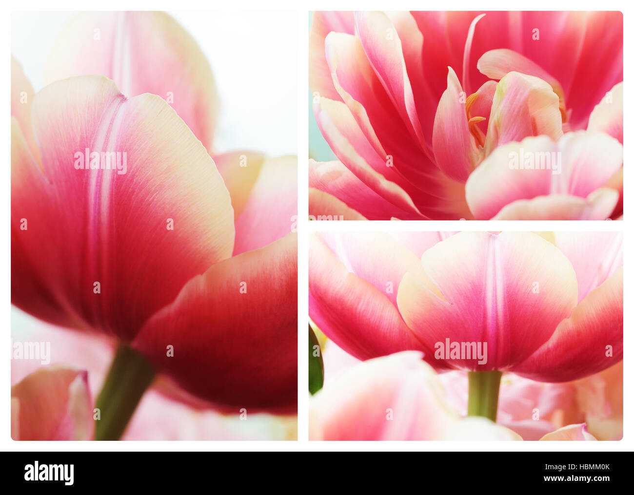 Tulip close up macro collage Stock Photo - Alamy