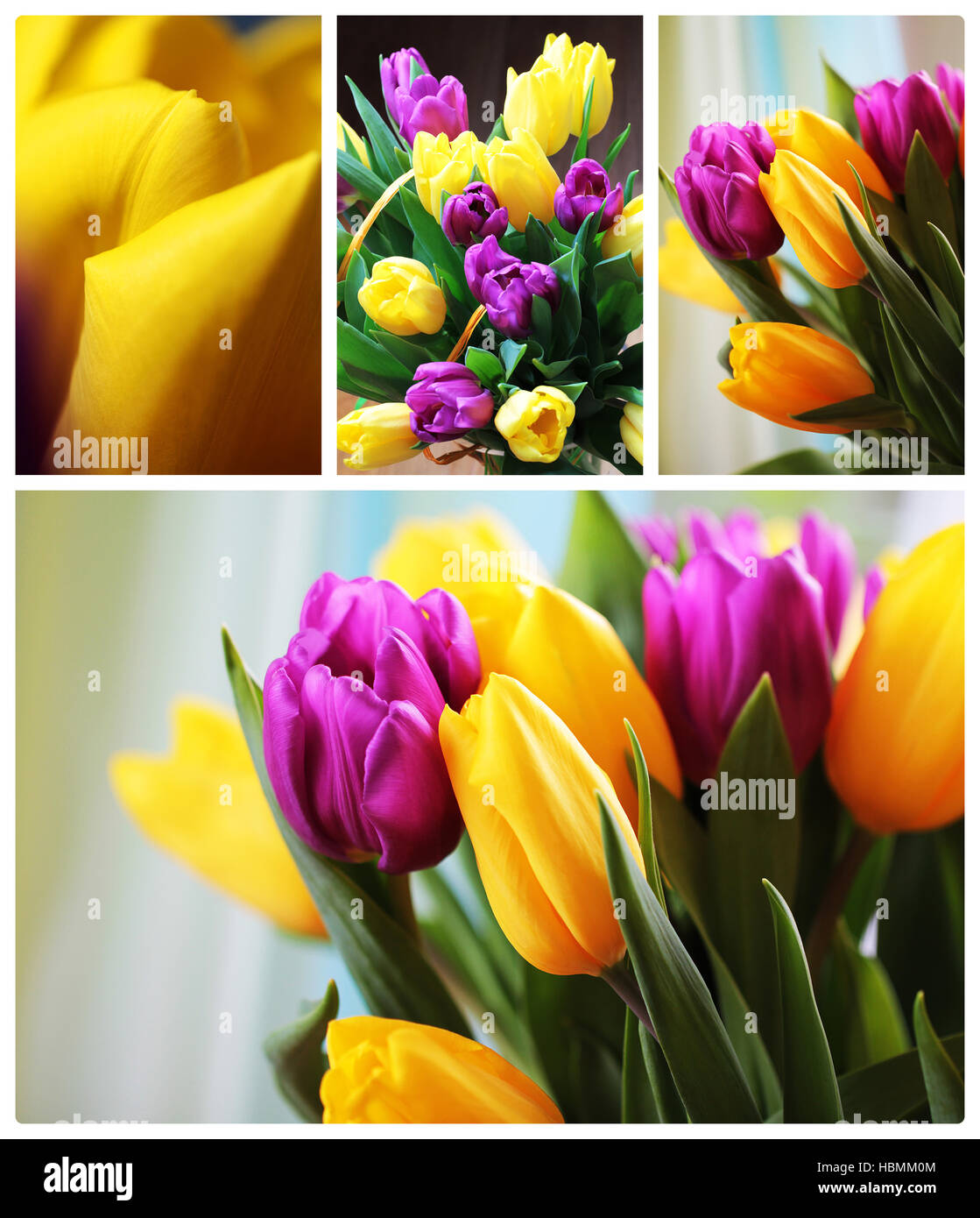 Tulips close up collage Stock Photo - Alamy