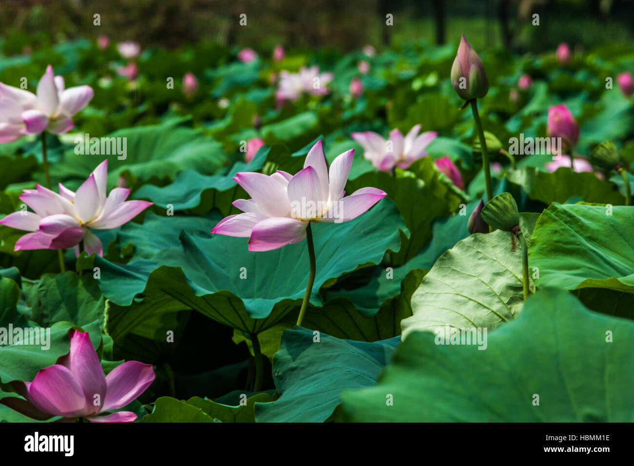 Lotus natur hi-res stock photography and images - Alamy
