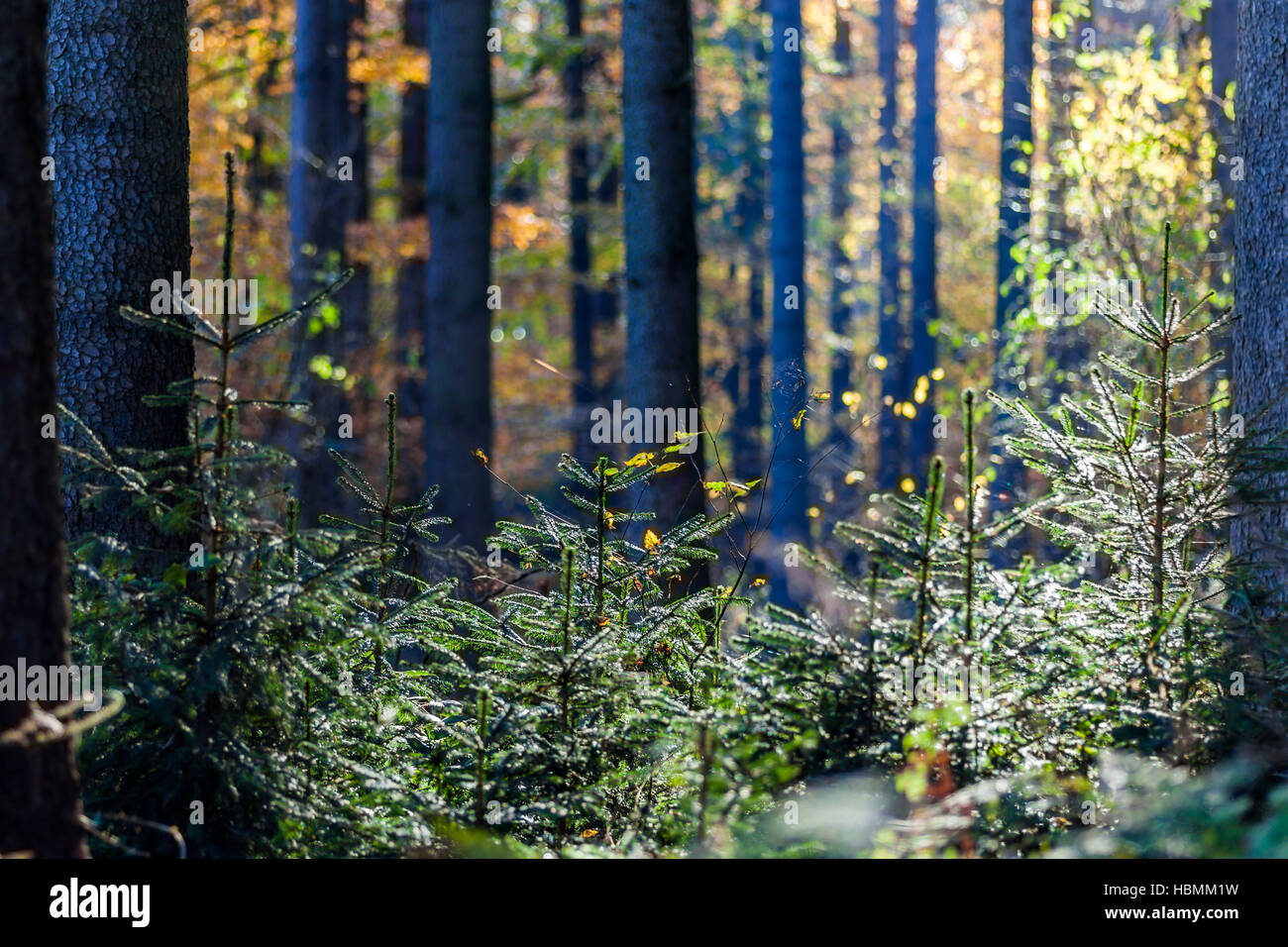 Buchen rinde hi-res stock photography and images - Alamy