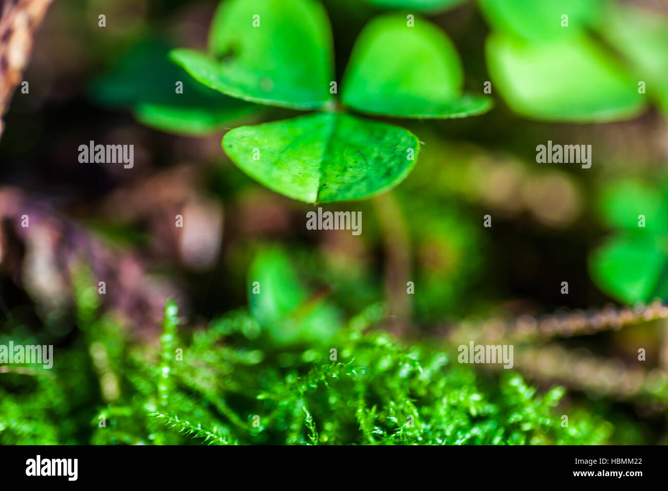 Buchen rinde hi-res stock photography and images - Alamy