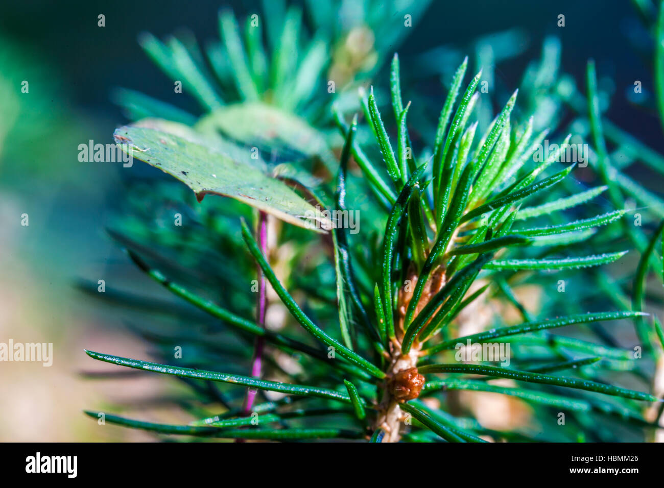 Buchen rinde hi-res stock photography and images - Alamy