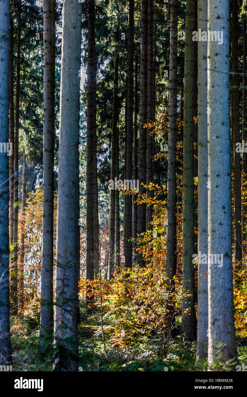 Buchen rinde hi-res stock photography and images - Alamy