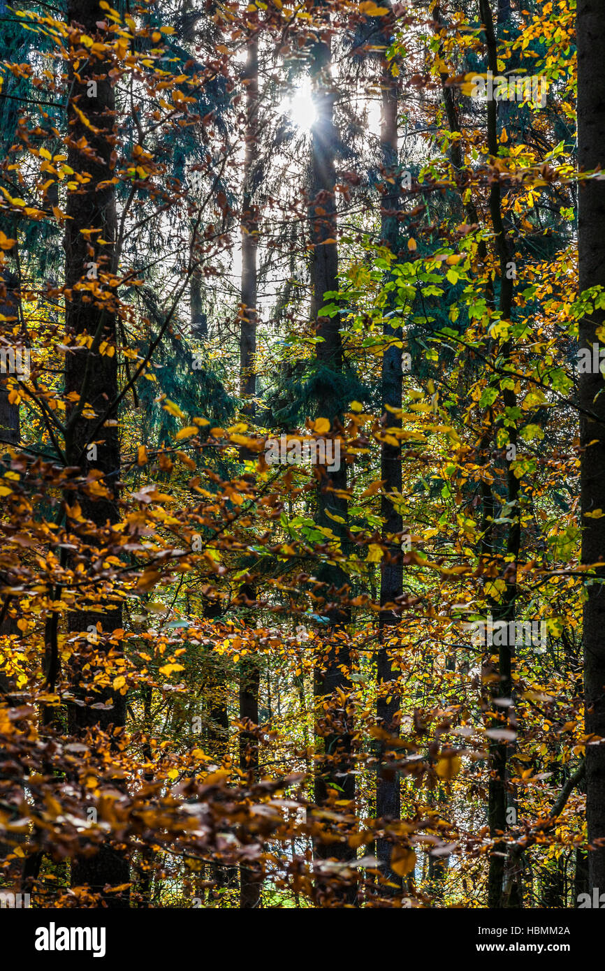 Buchen rinde hi-res stock photography and images - Alamy